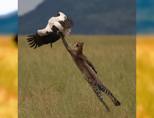 Snapshot Serendipity: Animals Caught in the Right Moment - PicLine